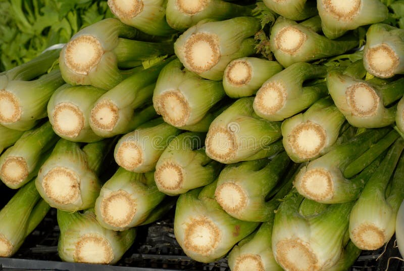 Celery stock photo. Image of greengrocer, vegetable, food - 15690144