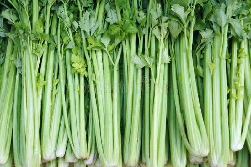 Celery stock image. Image of celeries, eatable, smallage - 25869359