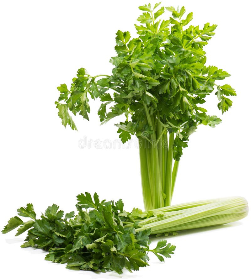 Celery ( Apium L. ) stock photo. Image of stalk, apium - 38918246