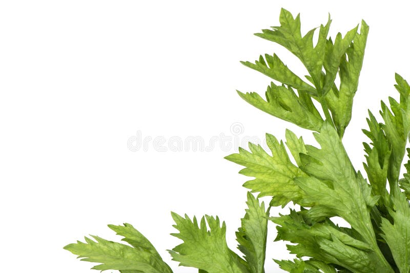 Celery Branch Green Leaves Isolated on White Background Stock Image ...