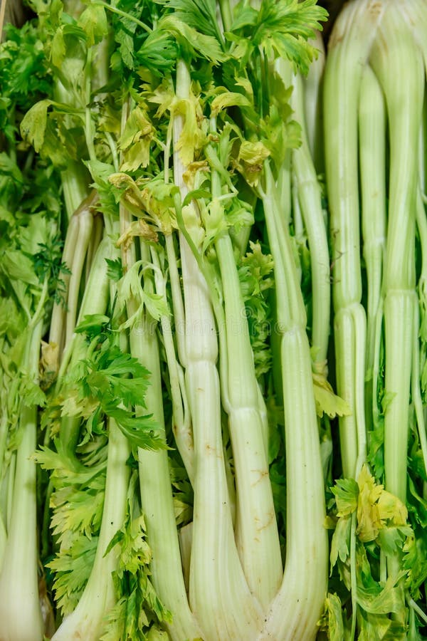 Celery in Detail As a Background Stock Image - Image of full, fresh ...