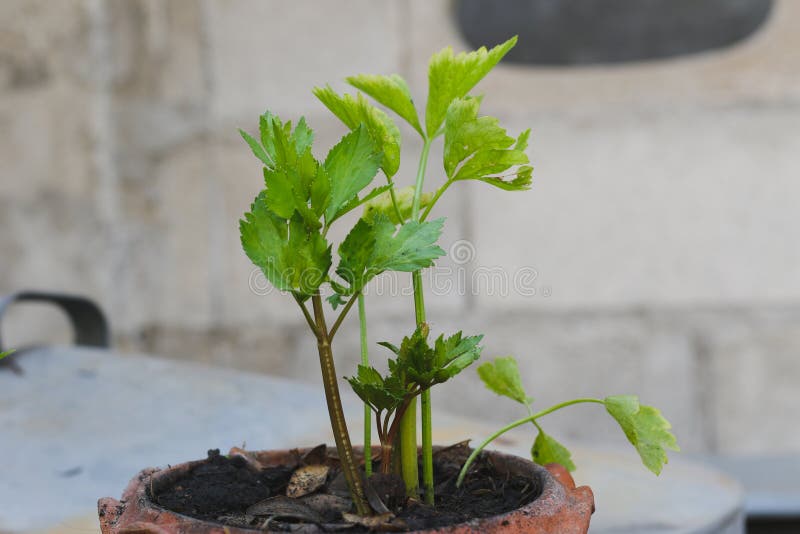A celery in flower pot editorial photography. Image of flower - 126680332