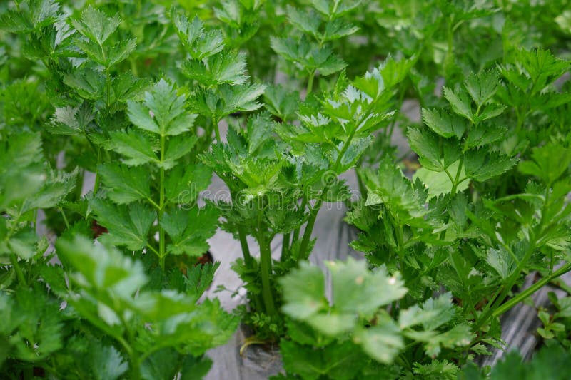 Celery Garden that Thrives in the Highlands of Indonesia Stock Photo ...
