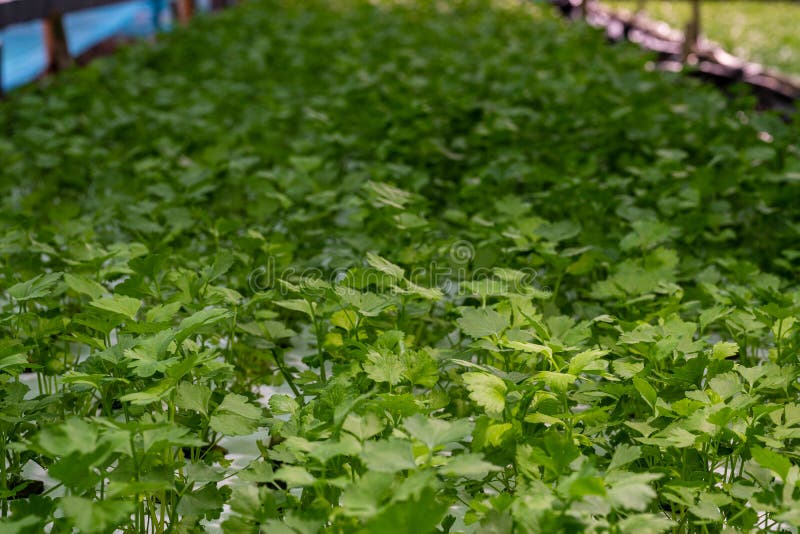 Celery is Growing Beautifully in a Hydroponic System Stock Image ...