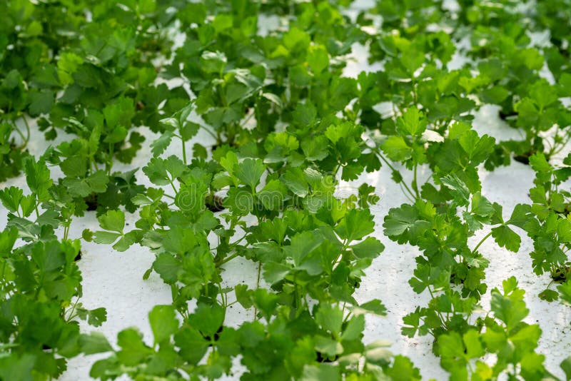 Celery is Growing Beautifully in a Hydroponic System Stock Photo ...