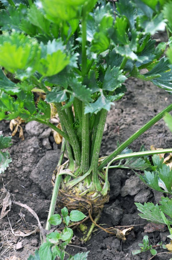 Celery growing in the soil stock photo. Image of nutrition - 106622616