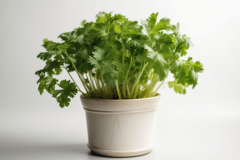 Celery Growing in White Pot on White Background. Generative AI Stock ...