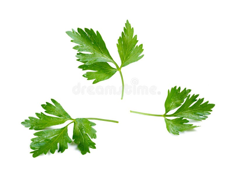 Celery Leaves in a Group Isolated White Background Stock Image - Image ...