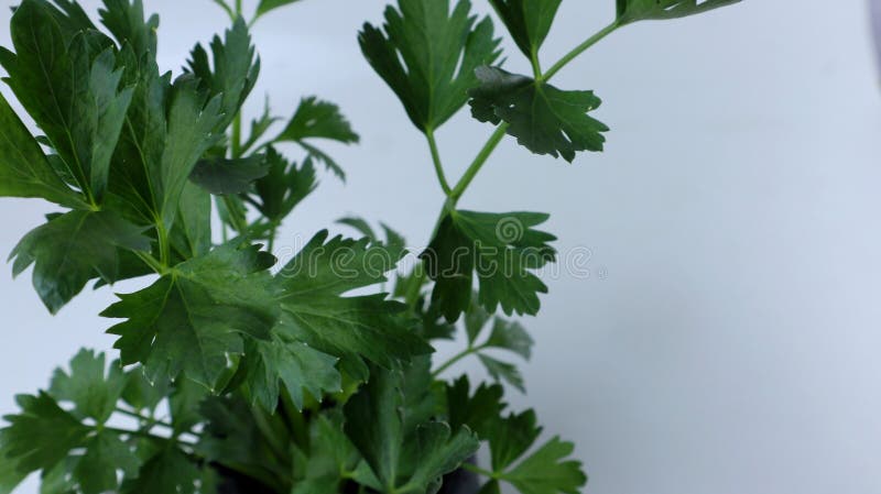 Celery Tree Leaves Planted in Polybags Stock Photo - Image of flower ...