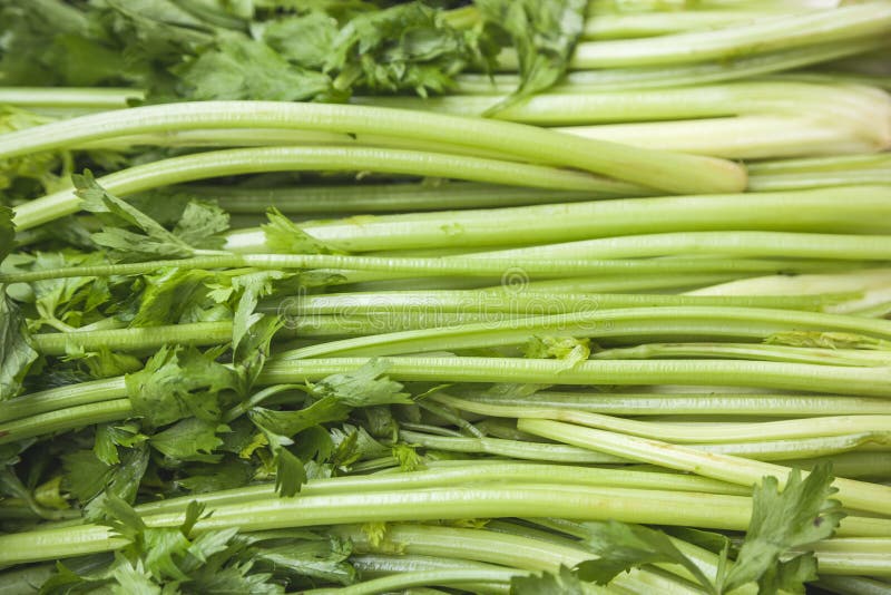 Celery stock image. Image of celeries, eatable, smallage - 25869359