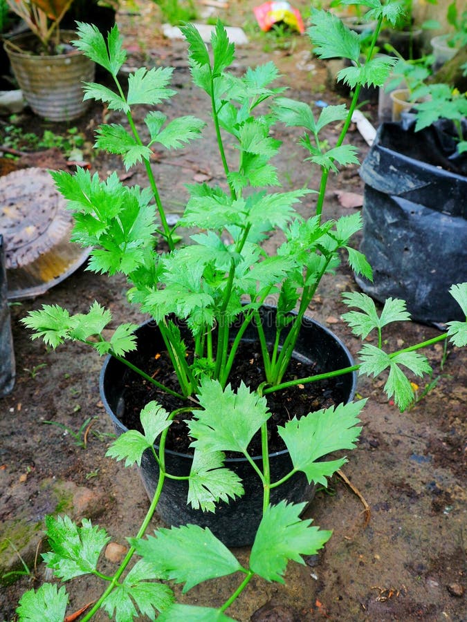 Apium Graveolens or Celery Growing on the Pot in the Garden. Stock ...