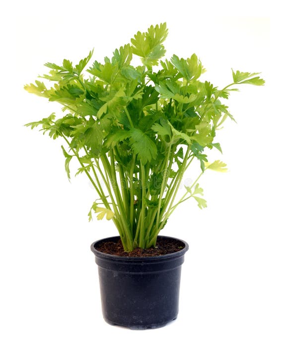 Celery in pot over white stock photo. Image of black - 40570218