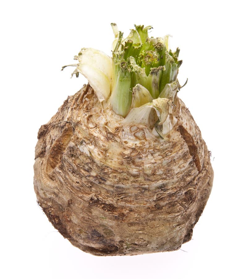 Celery Root is Dried for Further Use As Seasoning in Dishes with Copy ...