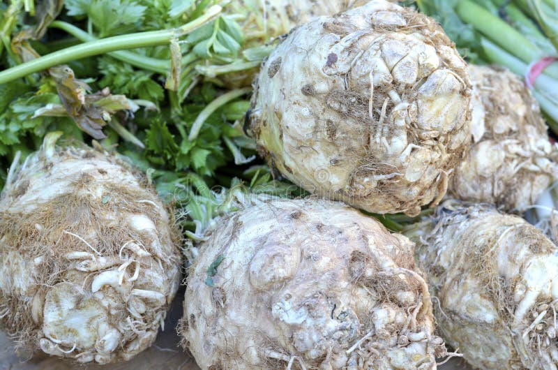 Celery Root stock photo. Image of root, vegetarian, celery - 48146916