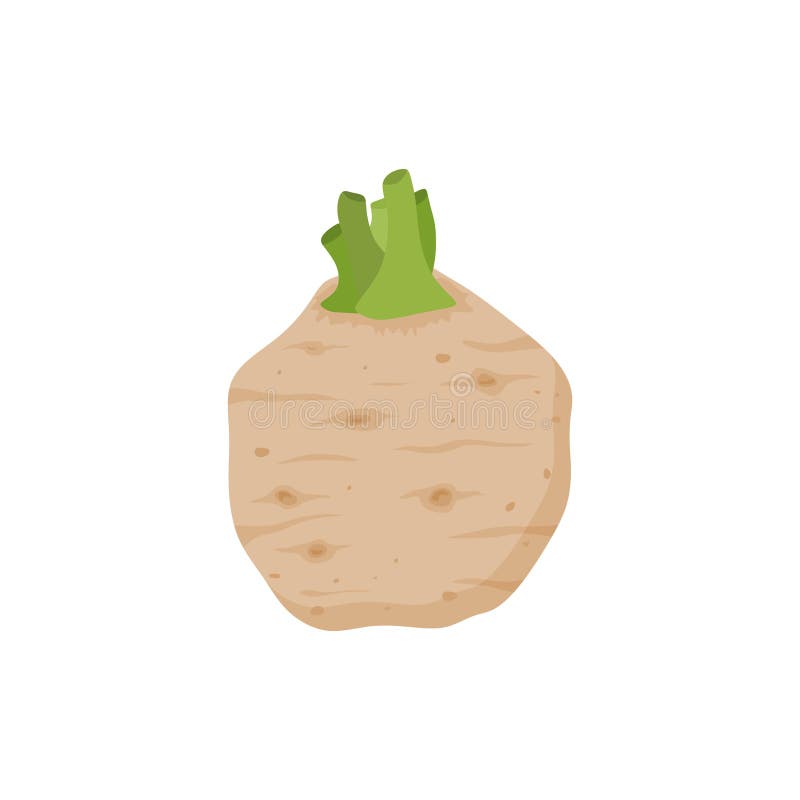 Celery Root with Leaf. Icon of Celeriac Herb. Raw Fresh Vegetable. Aromatic Food Plant Stock ...
