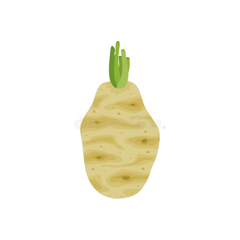 Celery Root Flat Design Vector Illustration Isolated on White Background. Icon of Celeriac Herb ...