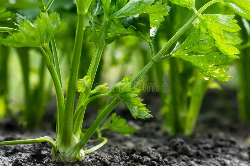 Celery Root Growing in Vegetable Garden at Summertime , Celery Growing ...