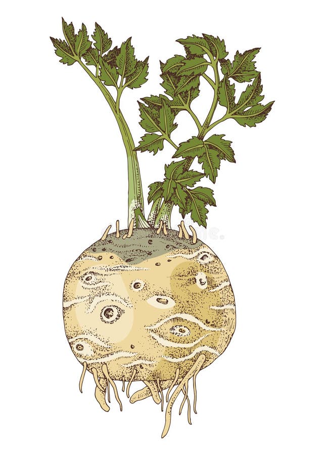Celery Root Hand Drawn Vector Stock Vector - Illustration of organic ...