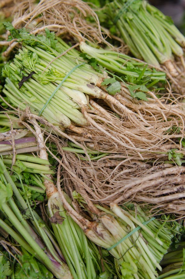 Celery roots stock image. Image of celeriac, background - 38197671