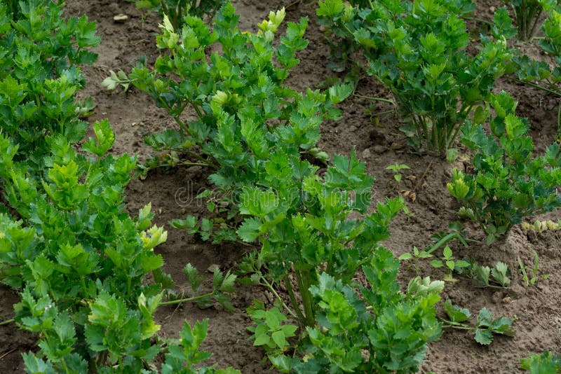 Celery stock photo. Image of small, plant, breeding, celery - 15309474