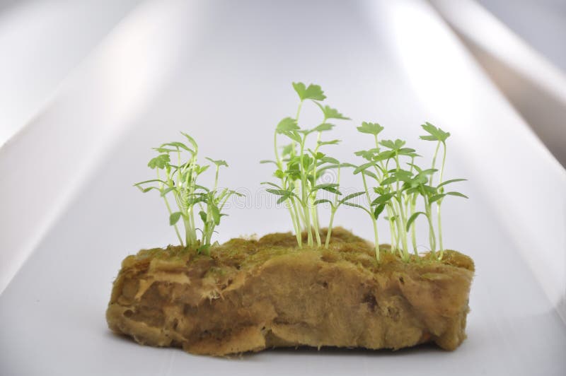 Celery Sprouts in a Hydroponic Sponge Growing Provide Stock Image ...