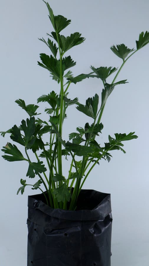 Celery Tree Leaves Planted in Polybags Stock Image - Image of green ...