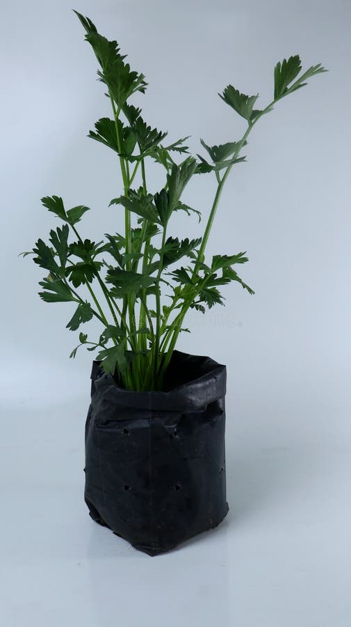 Celery Tree Leaves Planted in Polybags Stock Image - Image of flora ...