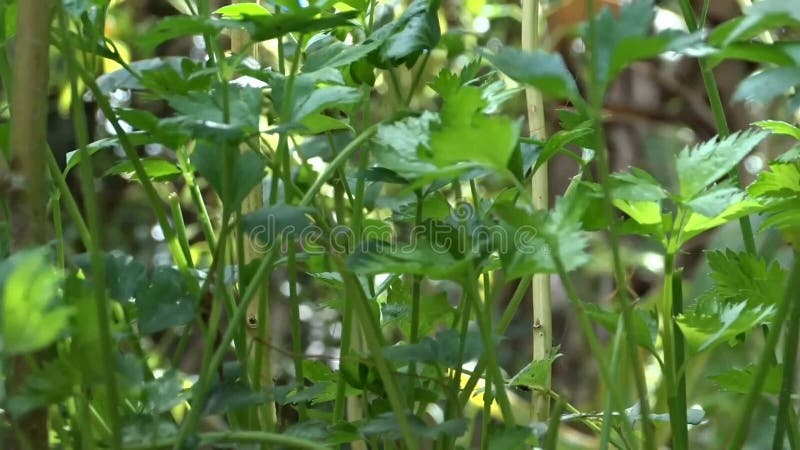 Celery Tree Planted in Hydroponic Pots Stock Video - Video of planted ...