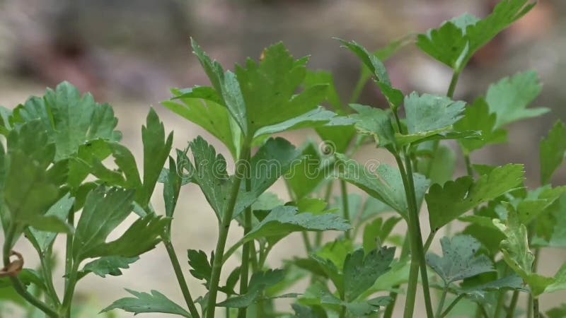 Celery Tree Planted in Hydroponic Pots Blown by the Wind Stock Video ...