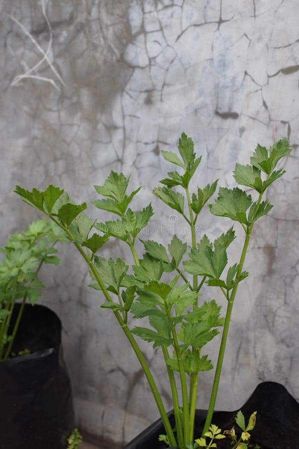Celery trees stock photo. Image of bags, herb, plant - 307409034