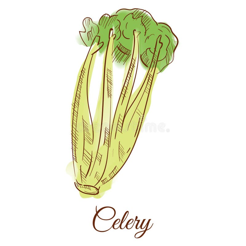 Celery. Vector Illustration Decorative Design Stock Vector ...