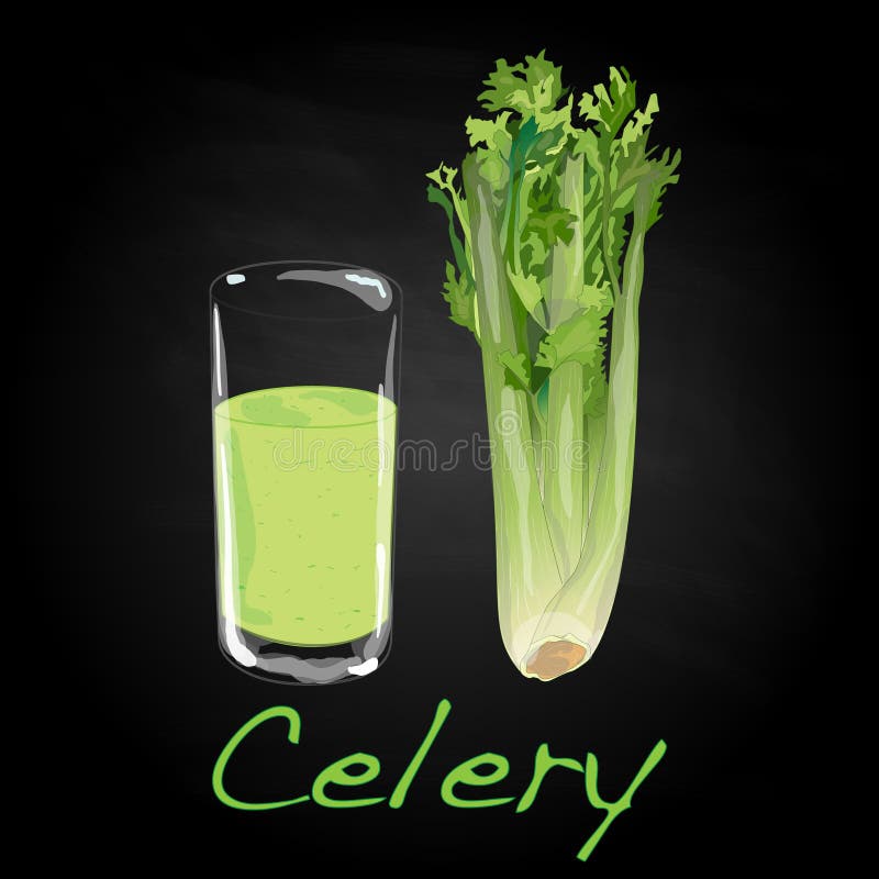 Celery vector illustration stock vector. Illustration of organic - 83714770