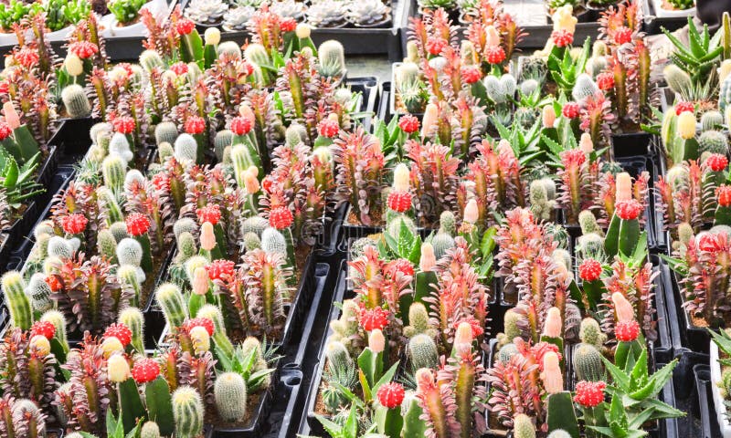 Celestial Plants in Greenhouses Stock Photo - Image of green ...