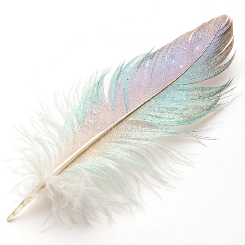 CelestialFeather Isolated on White Stock Illustration - Illustration of ...