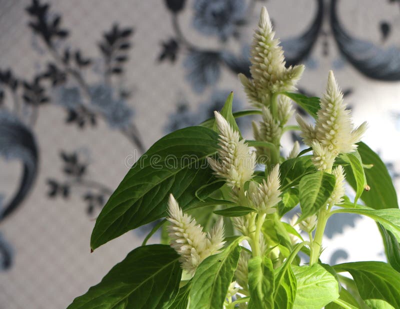 Celiosia Argentea Stock Photos - Free & Royalty-Free Stock Photos from ...