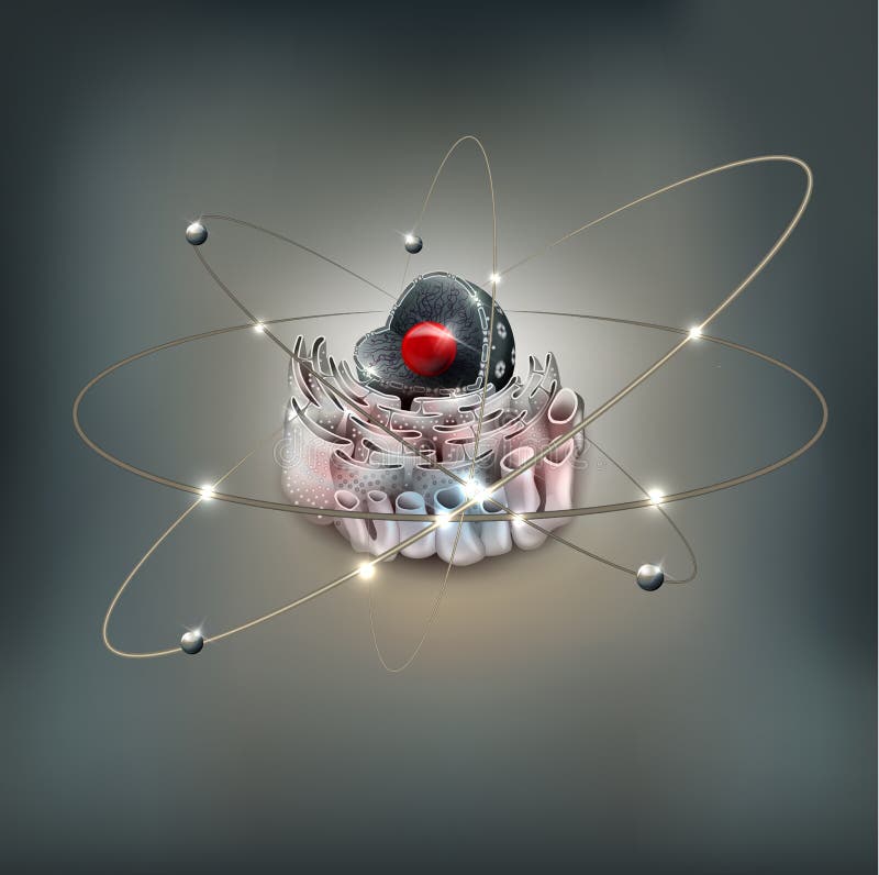 Celkern En Endoplasmic Netwerk Vector Illustratie - Illustration of ...