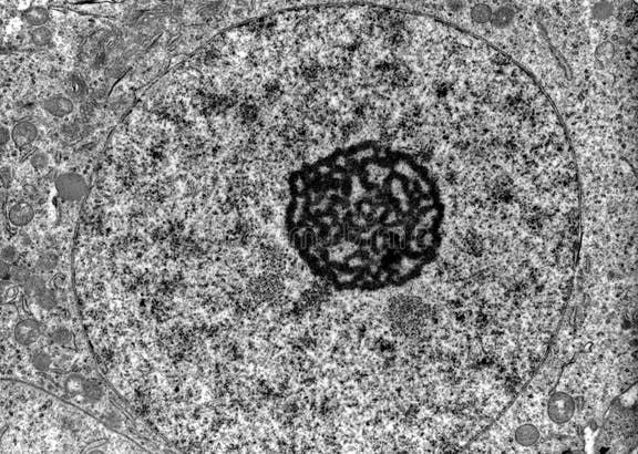 Celkern Tem stock foto. Image of biologie, cytologie - 117239954