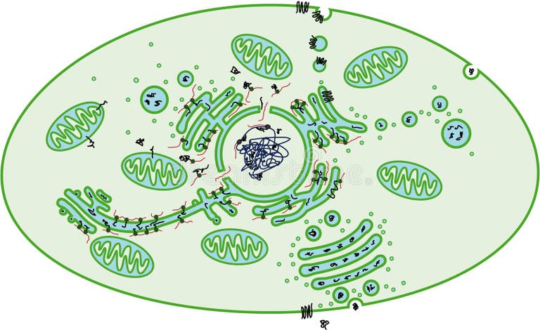 Secretory Cell Stock Illustrations – 124 Secretory Cell Stock ...