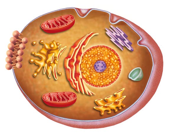 Cell Biology Structures Stock Illustrations – 10,282 Cell Biology ...