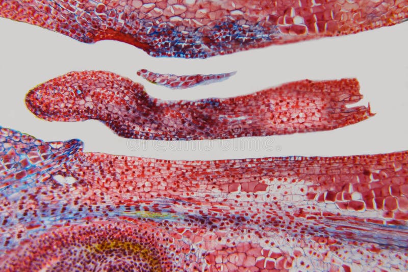 Cell abstract flower stock image. Image of microorganism - 94530897