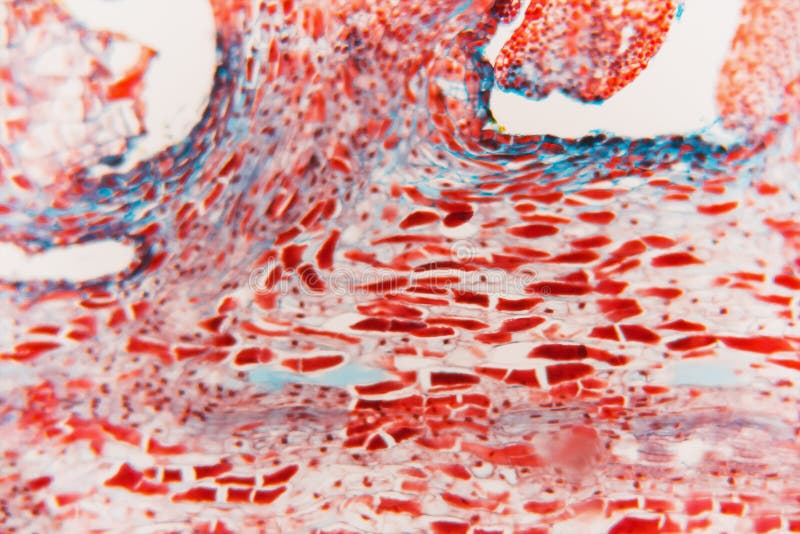 Cell abstract flower stock image. Image of chromosomal - 90398481