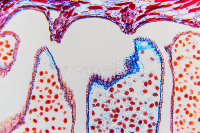 Cell abstract flower stock image. Image of magnification - 90464917