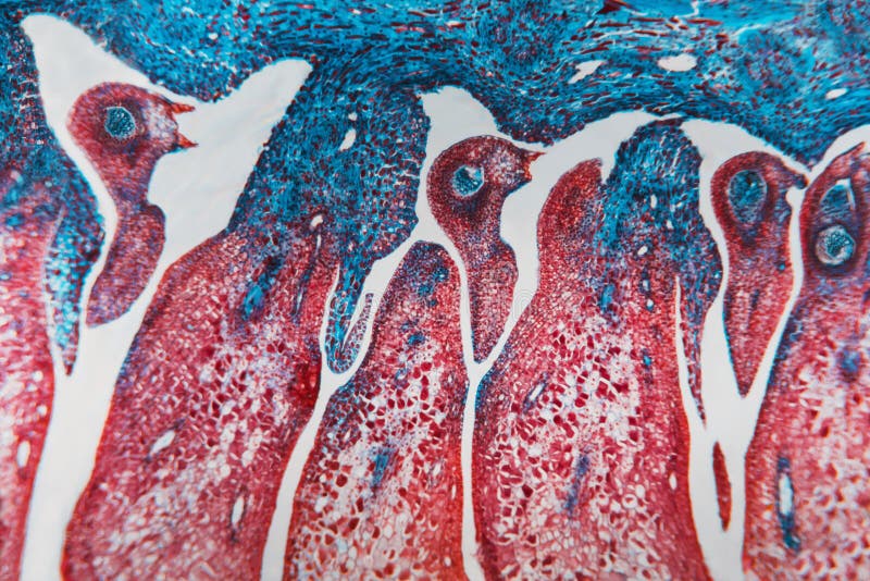 Cell abstract flower stock image. Image of membrane, biotechnology ...