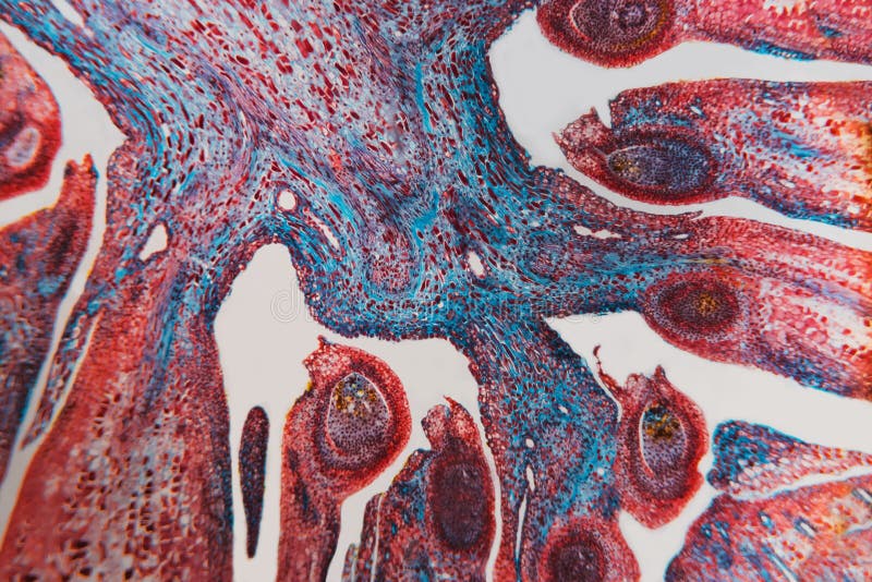 Cell abstract flower stock image. Image of chromosome - 90186791