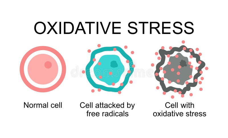 Cell Attacked by Free Radicals and Cell with Oxidative Stress Stock ... Cell Attacked by Free Radicals and Cell with Oxidative Stress Stock ...