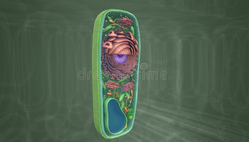 The Cell is the Basic Unit of Life. Plant Cells are Surrounded by a ...