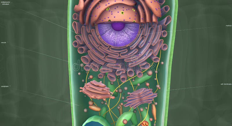 The Cell is the Basic Unit of Life. Plant Cells are Surrounded by a ...