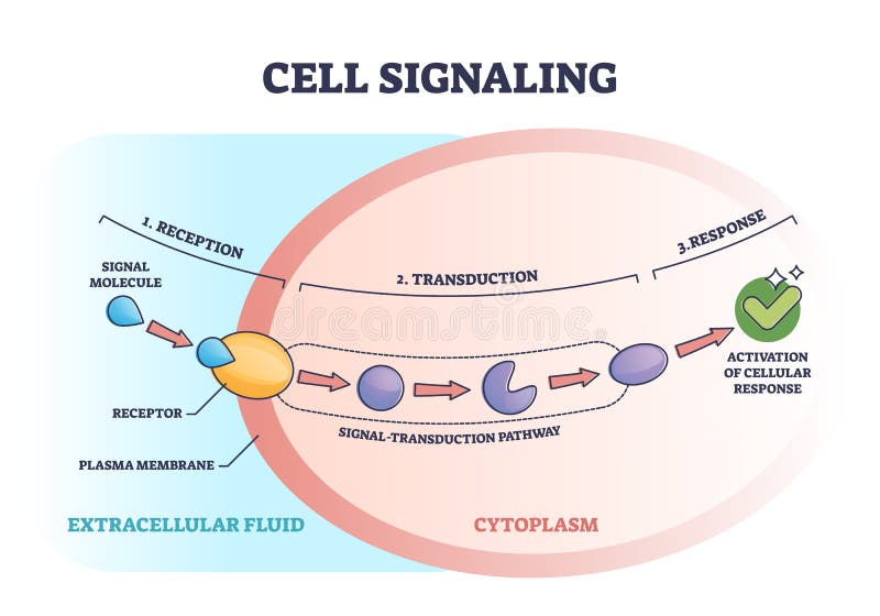 Extracellular Signal Stock Illustrations – 32 Extracellular Signal ...