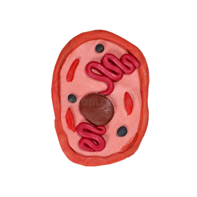 Cell Biological Model Plasticine Isolated on White Stock Photo - Image ...