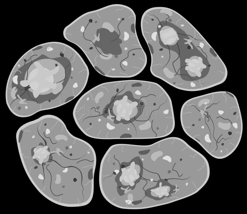 Cell Biology, Cluster stock vector. Illustration of anatomy - 187588007